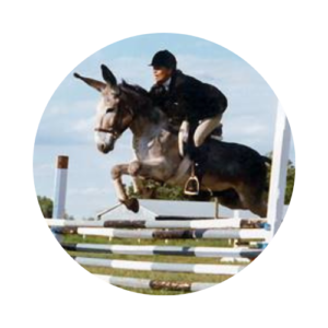 The Donkey Principle – Rachel Anne Ridge
